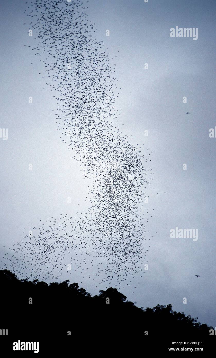 Bat Exodus from Deer Cave, Chordata / Chiroptera, Malaysia, Borneo ...