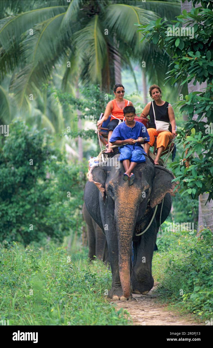 Elephant ride in Ban Durian, Koh Samui, Thailand Stock Photo - Alamy