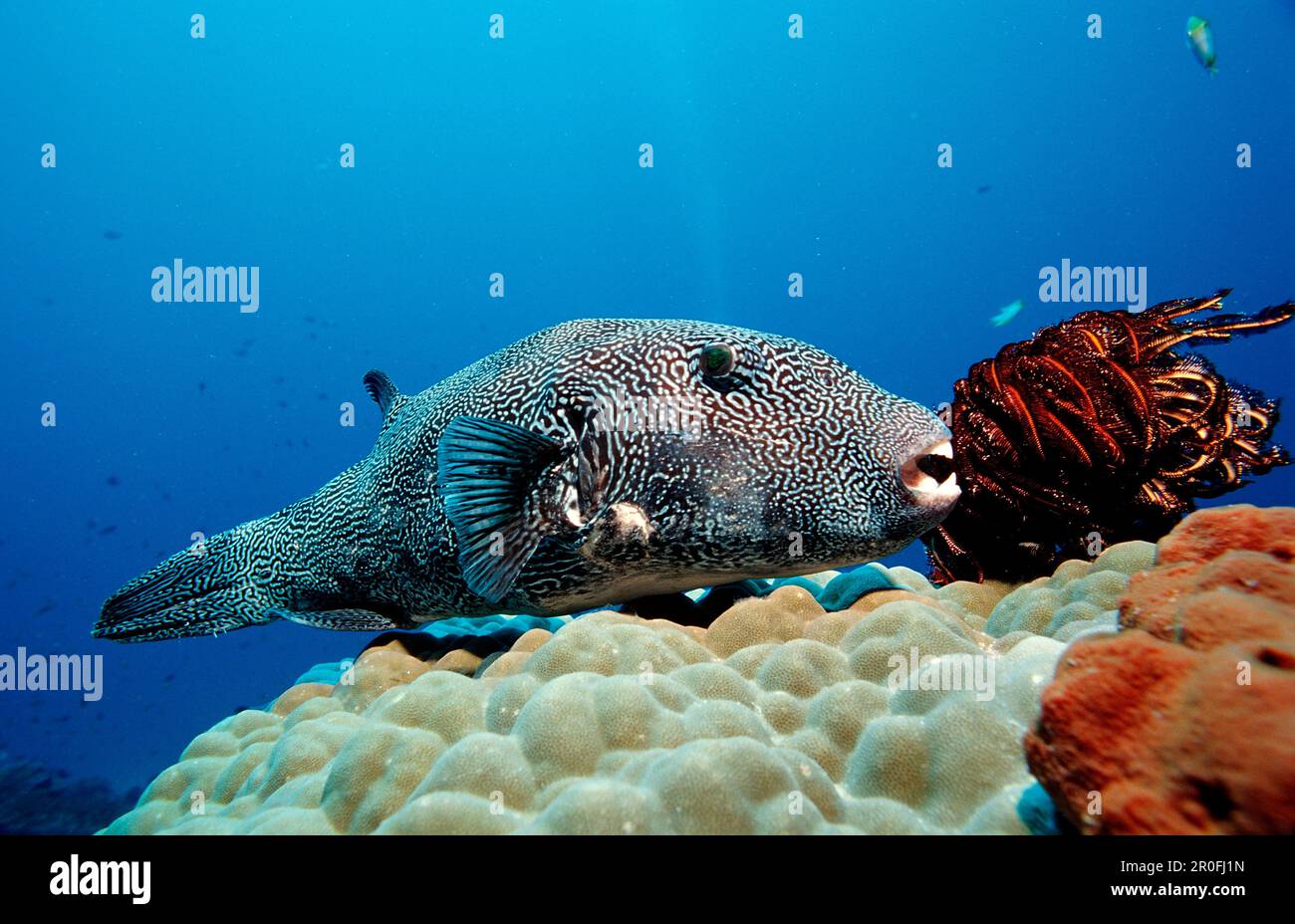 Map puffer, Arothron mappa, Bali, Indian Ocean, Indonesia Stock Photo ...
