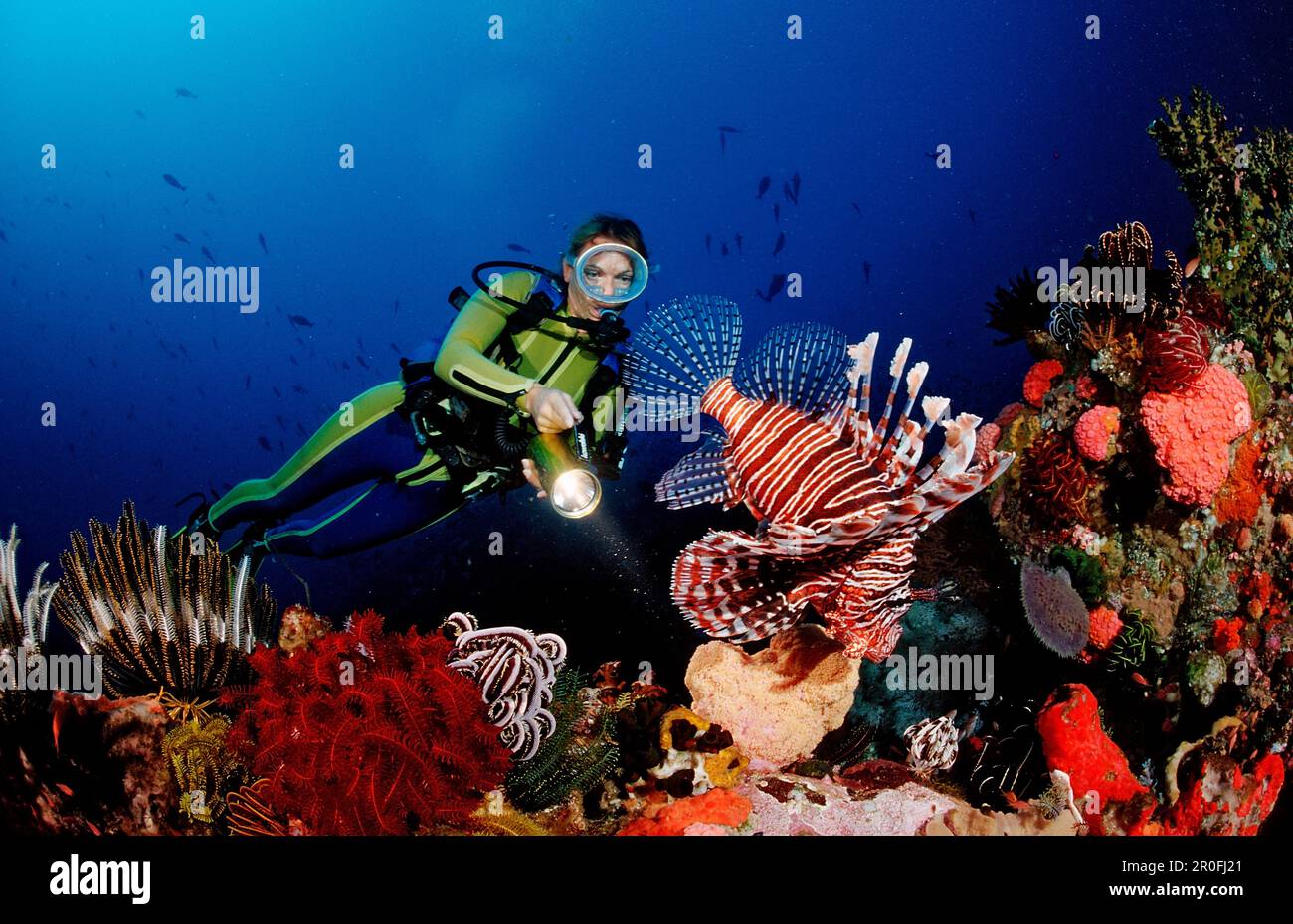 Lionfish and scuba diver, Pterois volitans, Bali, Indian Ocean ...