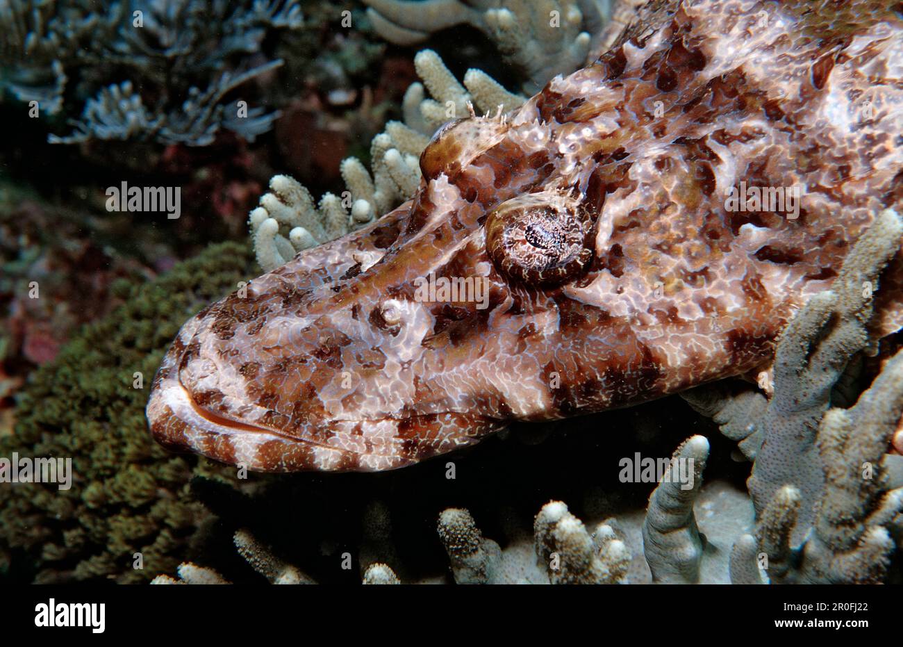 Beaufort crocodilefish hi-res stock photography and images - Alamy