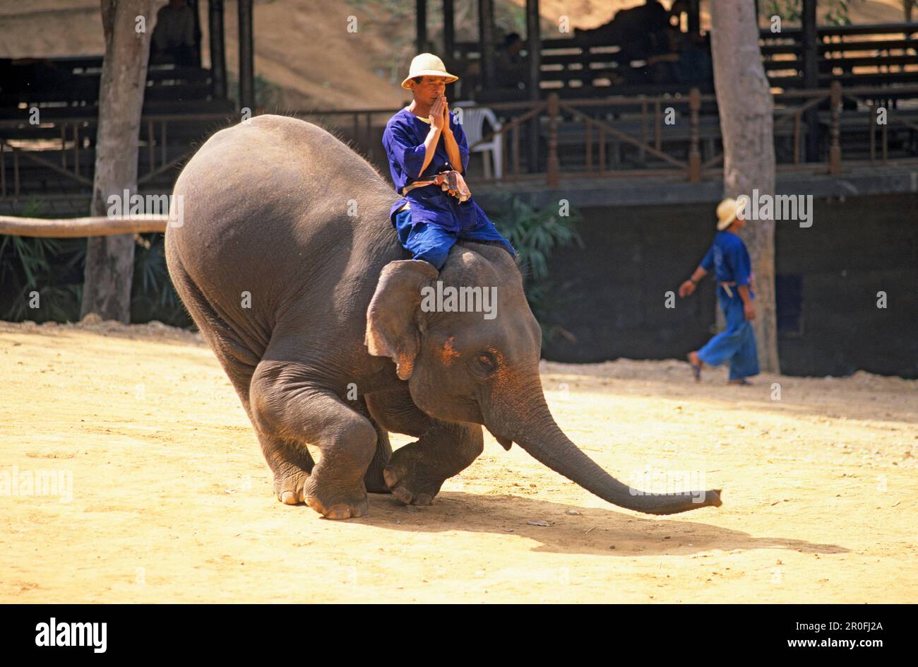Elephant dropping a curtsy in an elephant camp north of Chiang Mai ...