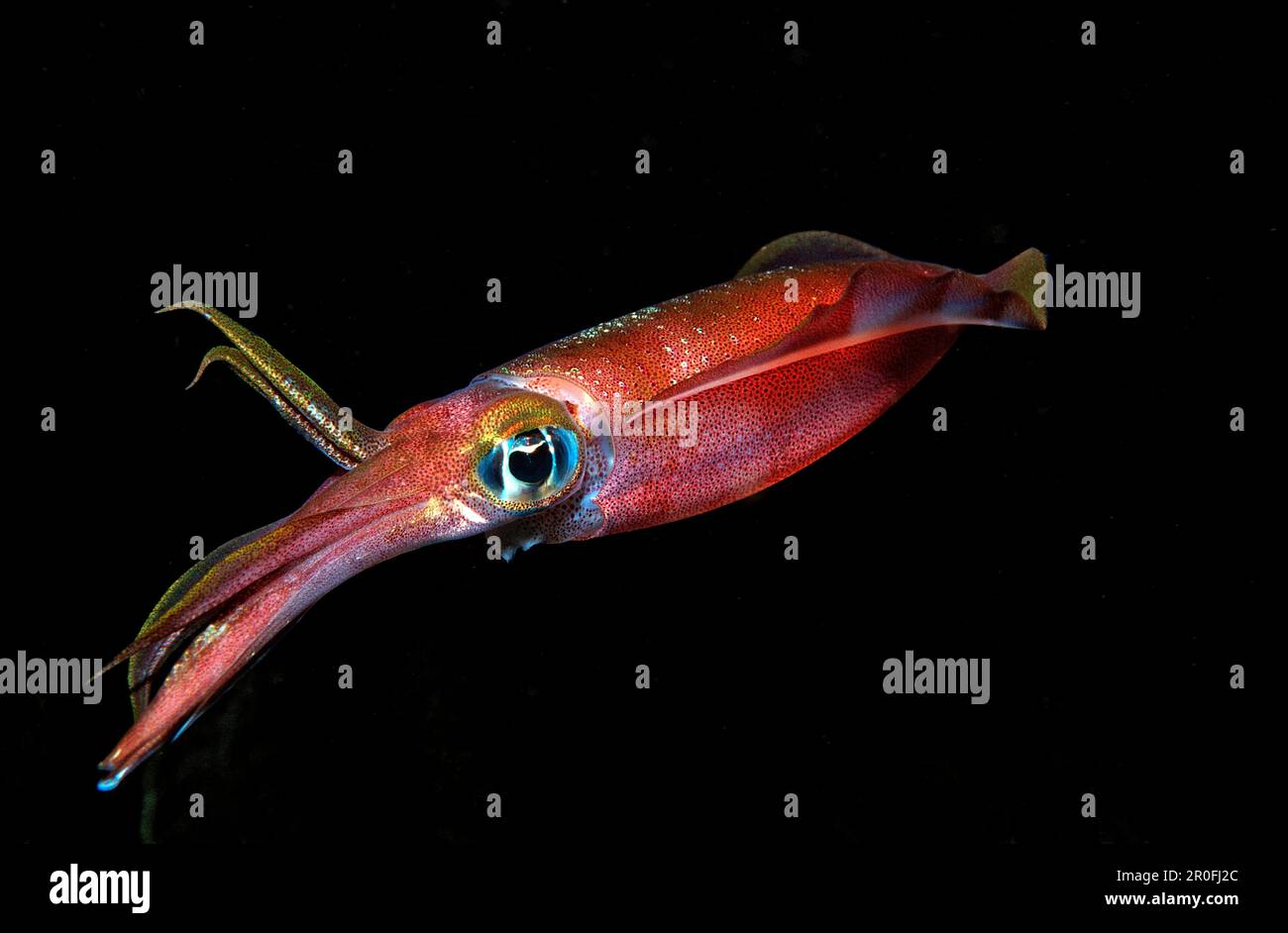 Reef squid at night, Sepioteuthis lessoniana, Indonesia, Bali, Indian ...