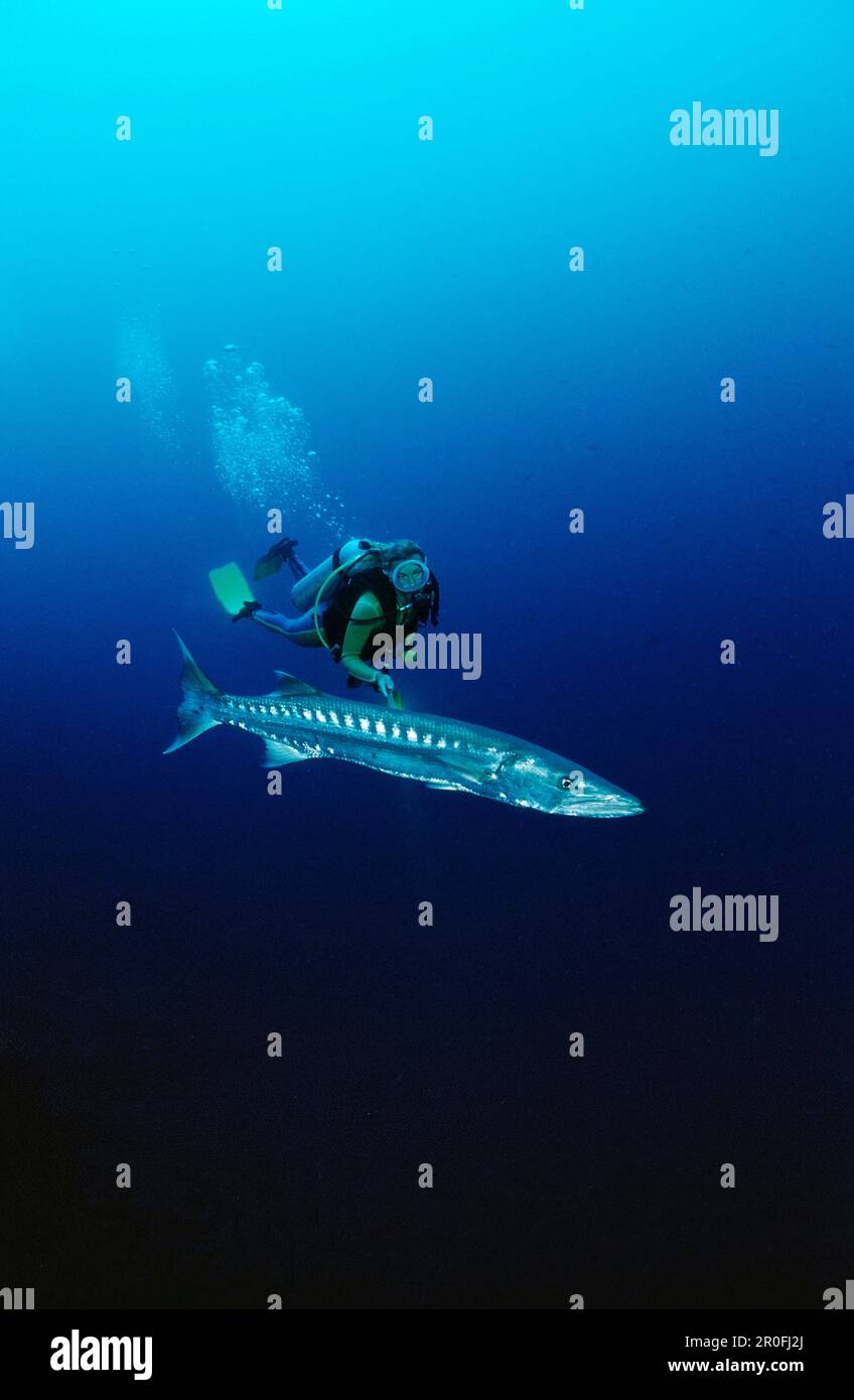 Great Barracuda and scuba diver, Sphyraena barracuda, Indonesia, Bali ...