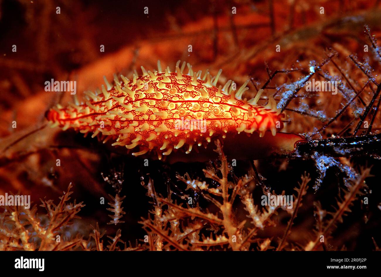 Ovulid, Ovulidae, Komodo National Park, Indian Ocean, Indonesia Stock Photo - Alamy