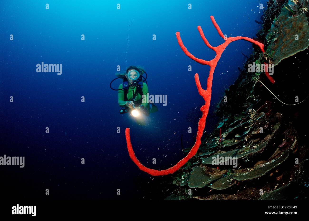 Rope sponge and scuba diver, Catalina, Caribbean Sea, Dominican ...