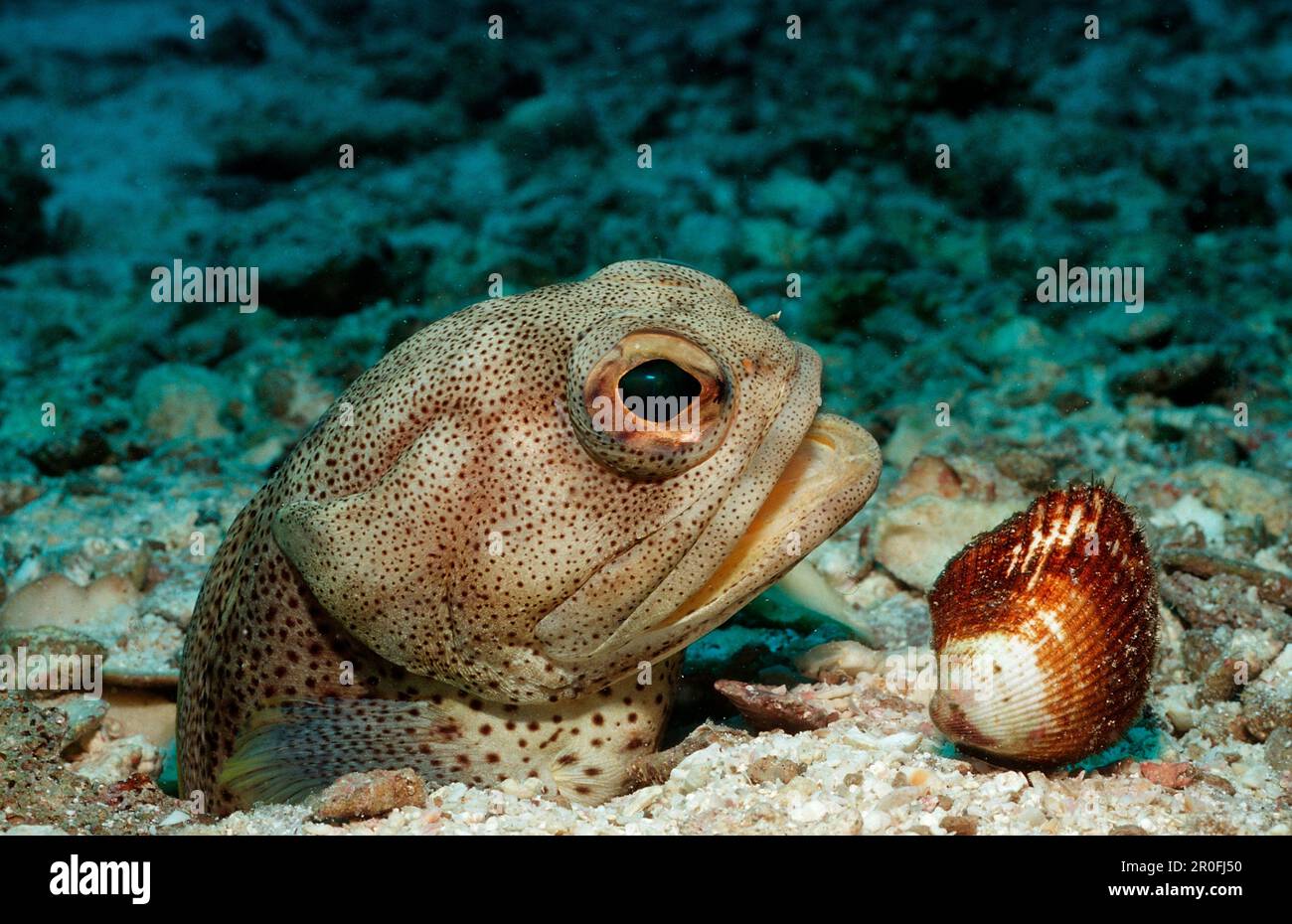 Giant jawfish digging hole, Opistognathus rhomaleus, Mexico, Sea of ...