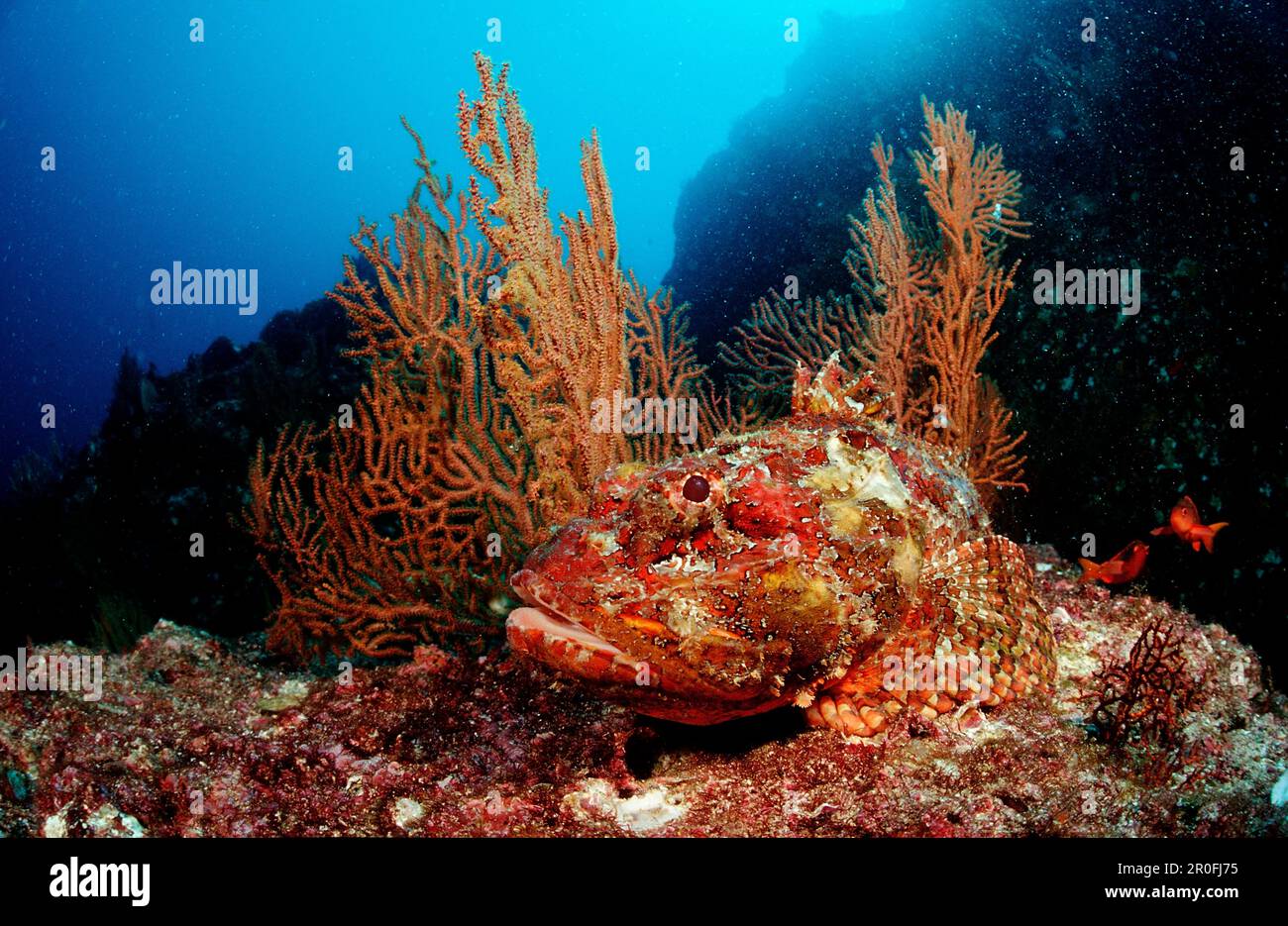 Stone Scorpionfish, Scorpaena plumieri mystes, Mexico, Sea of Cortez ...