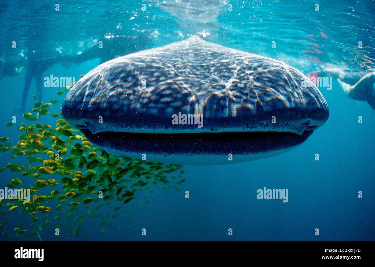 Whale shark adventures hi-res stock photography and images - Alamy