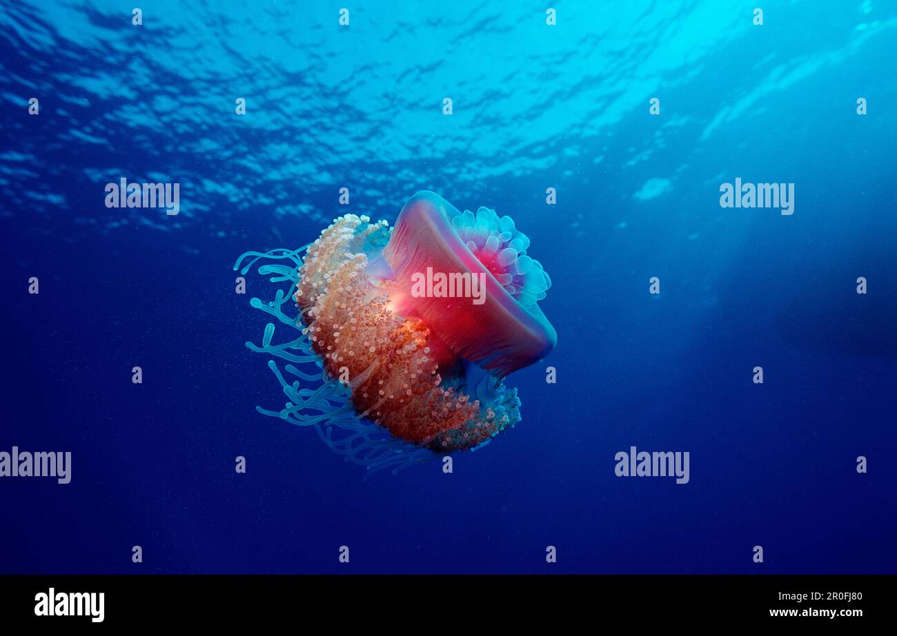 Crown jellyfish, Netrostoma setouchina, Egypt, Africa, Sinai, Ras ...