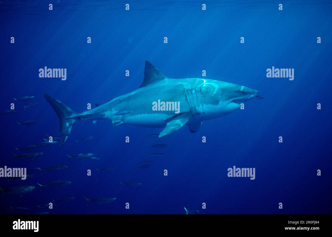 Great White Shark, Carcharodon carcharias, USA, California, Pacific ...