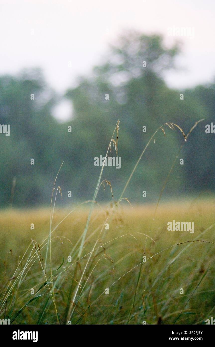 Close up meadow grass hi-res stock photography and images - Alamy