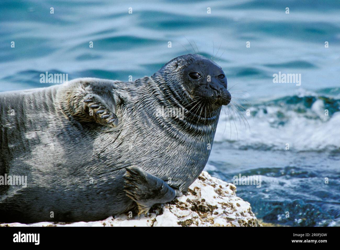 Baikal Seal, Phoca sibirica, Zabaikalsky National park, Ushkan Islands, Lake Baikal, Russia ...