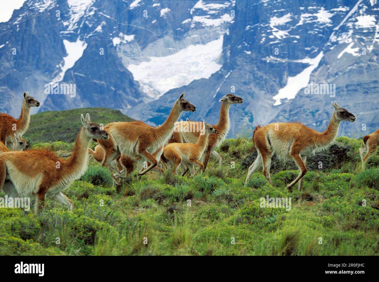 Running guanacos hi-res stock photography and images - Alamy