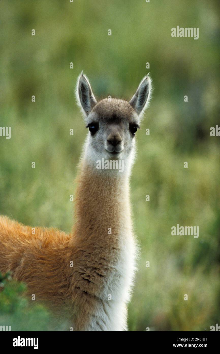 Guanaco, young, Lama guanicoe, Torres del Paine Nationalpark, Patagonia ...