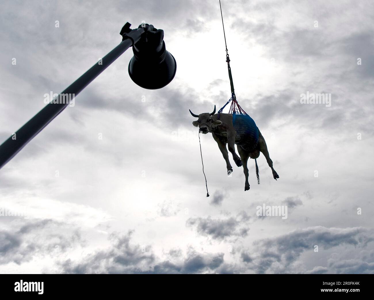 Cow hanging on a rope, Interlaken, Canton of Berne, Switzerland Stock ...