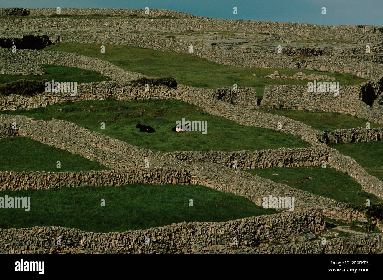 Stone walls, Aran Islands, Ireland Stock Photo - Alamy