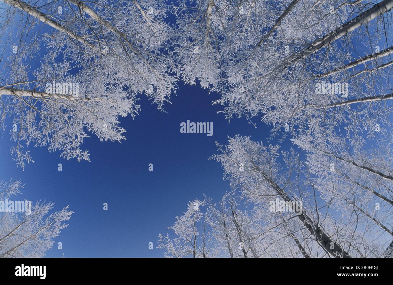 White frost on Aspens, Winter, Landscape Stock Photo - Alamy
