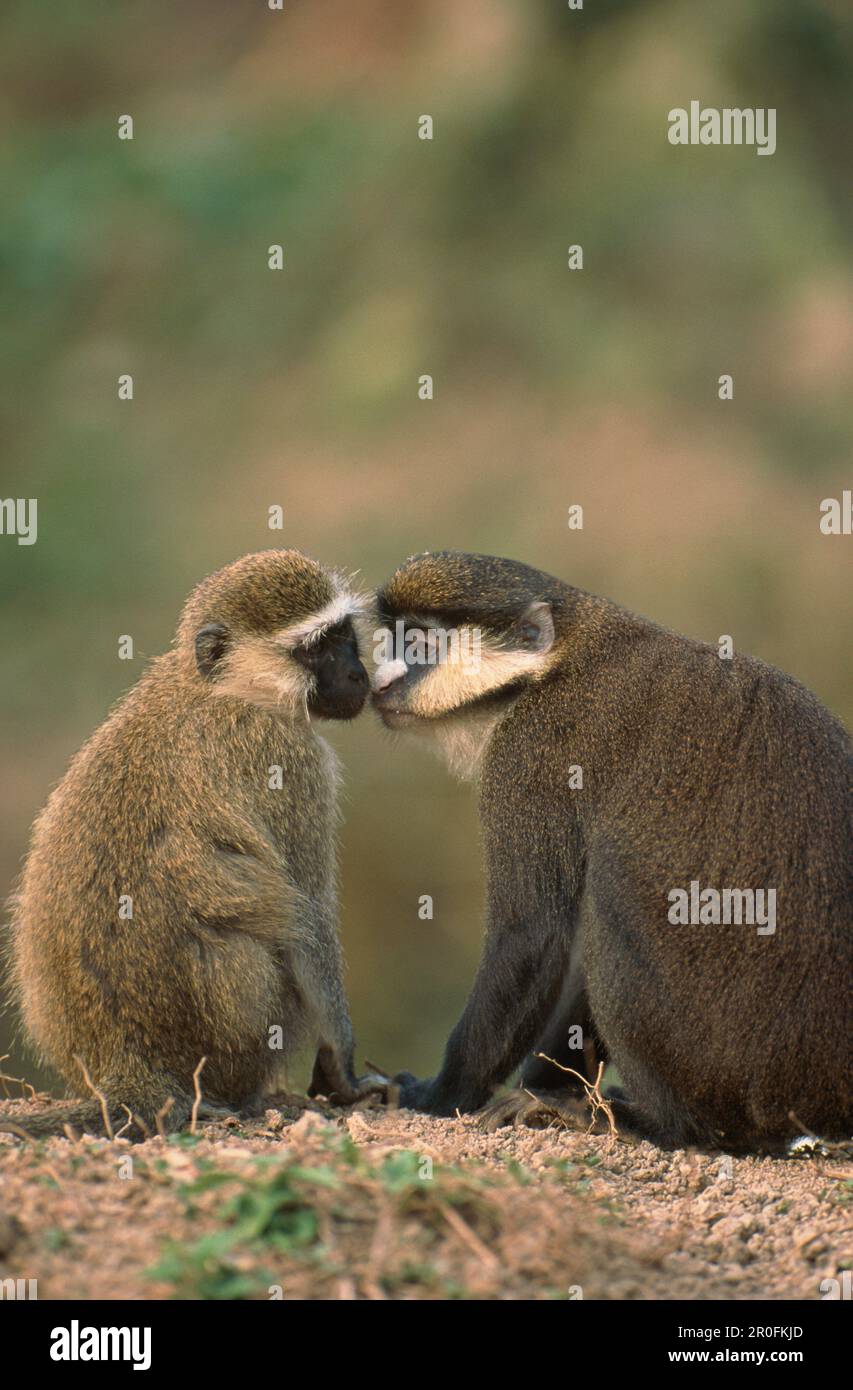 Black-faced Vervet Monkey, Cercopithecus aethiops, and Greater White ...