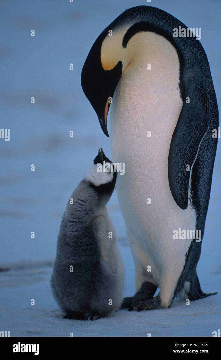 Emperor penguin feeding chick hi-res stock photography and images - Alamy