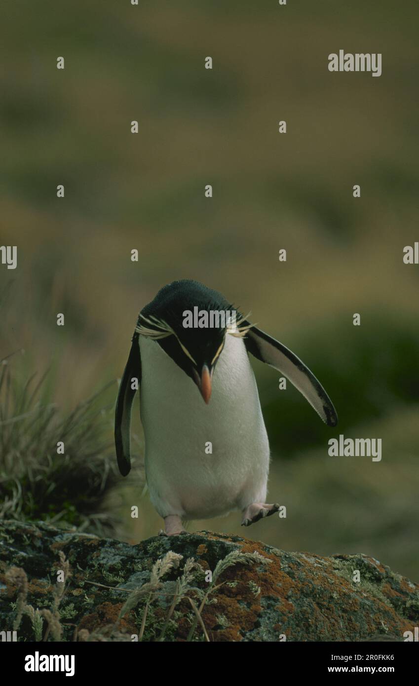 Western Rockhopper Penguin, Eudyptes chrysocome, Eudyptes crestatus ...