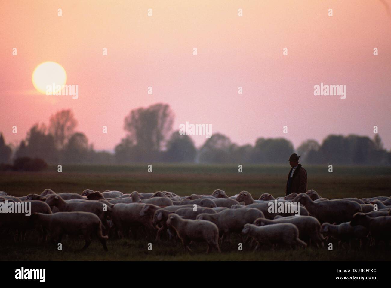 Shepherd with sheep herd, Bavaria, Germany Stock Photo - Alamy