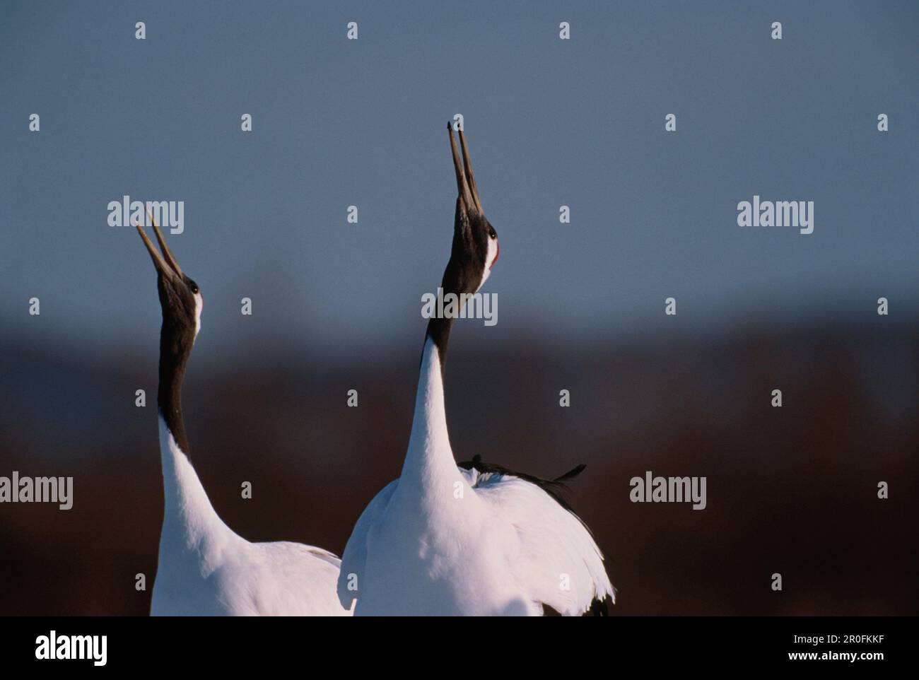 Two japanese cranes hi-res stock photography and images - Alamy