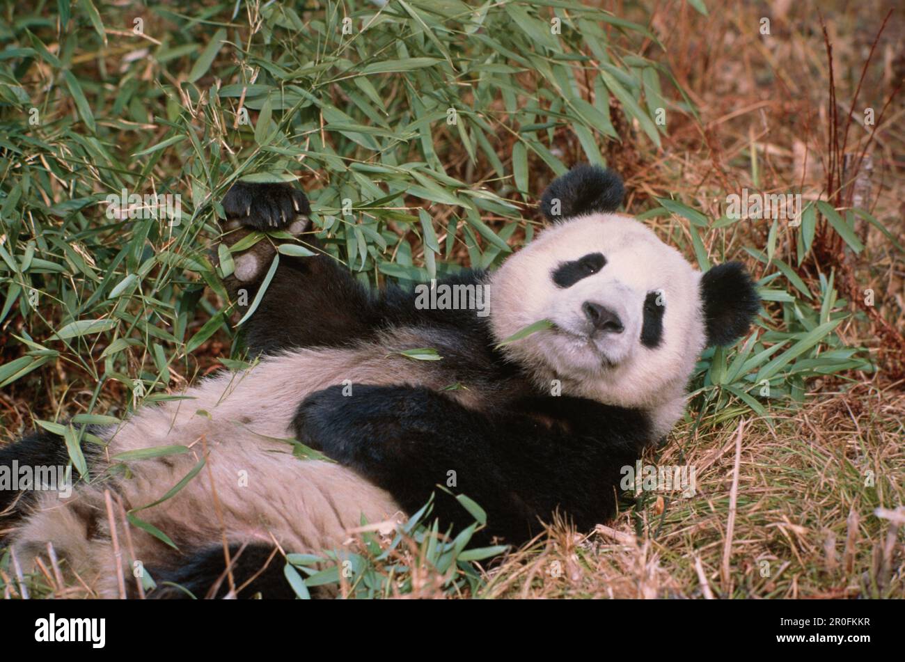 Great Panda eating bamboo, Ailuropoda melanoleuca, Wolong Valley ...