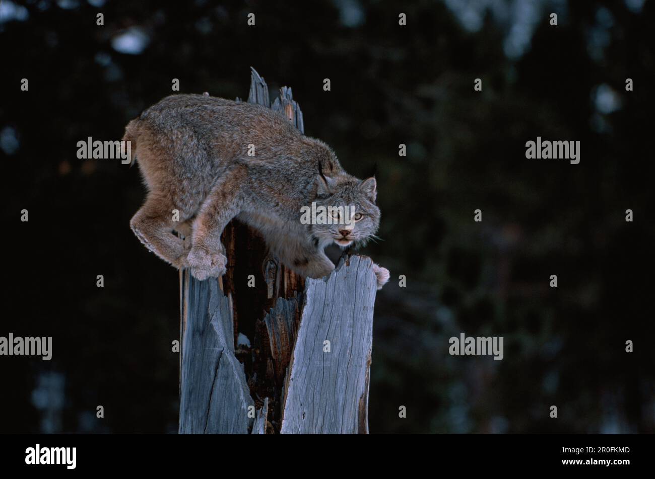 Bobcat, Lynx Rufus, climbing an old tree stump, North America, America ...