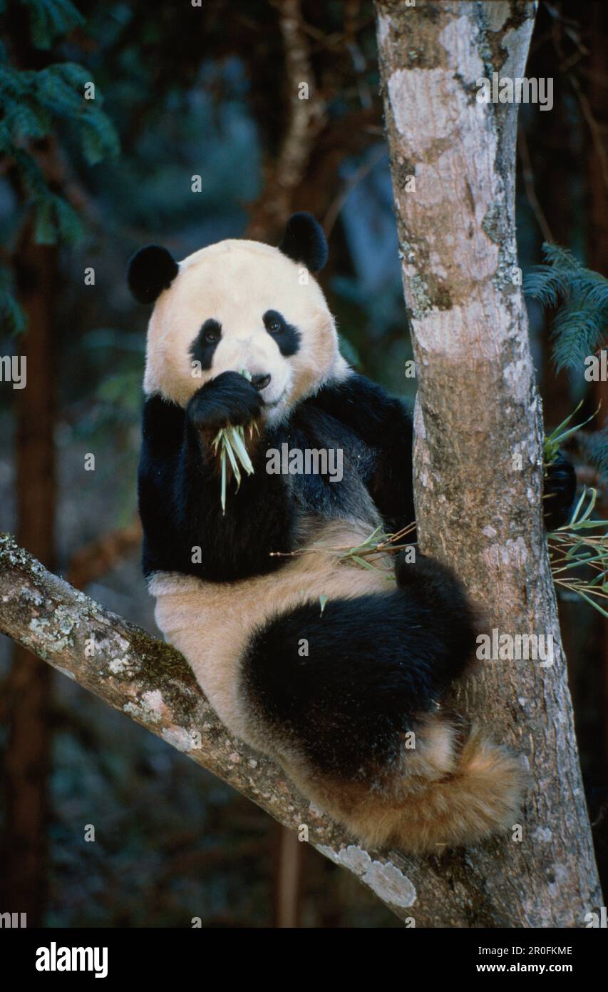 Great Panda eating bamboo, Ailuropoda melanoleuca, Wolong Valley ...