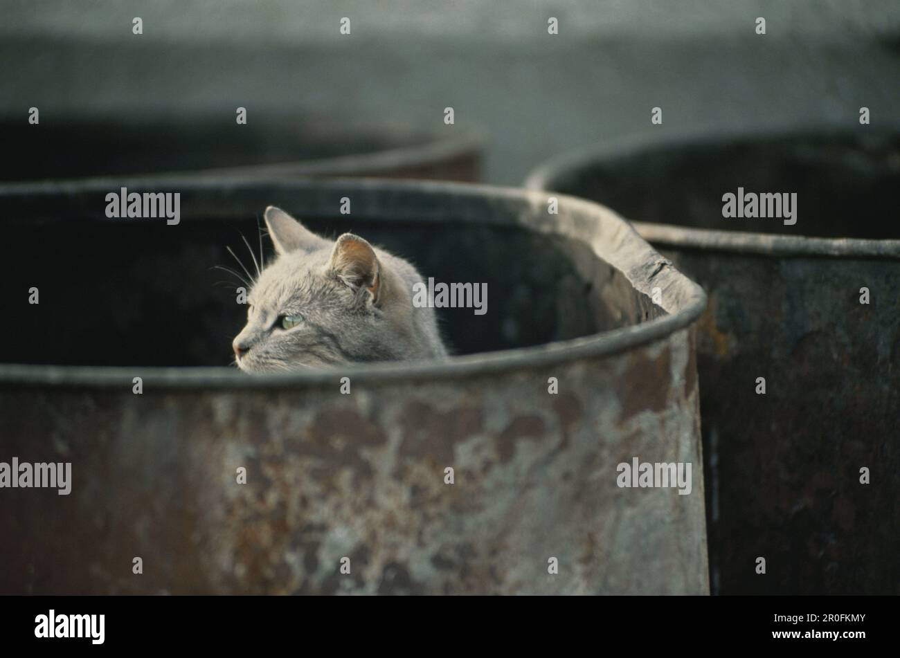 Cat in barrel Stock Photo - Alamy
