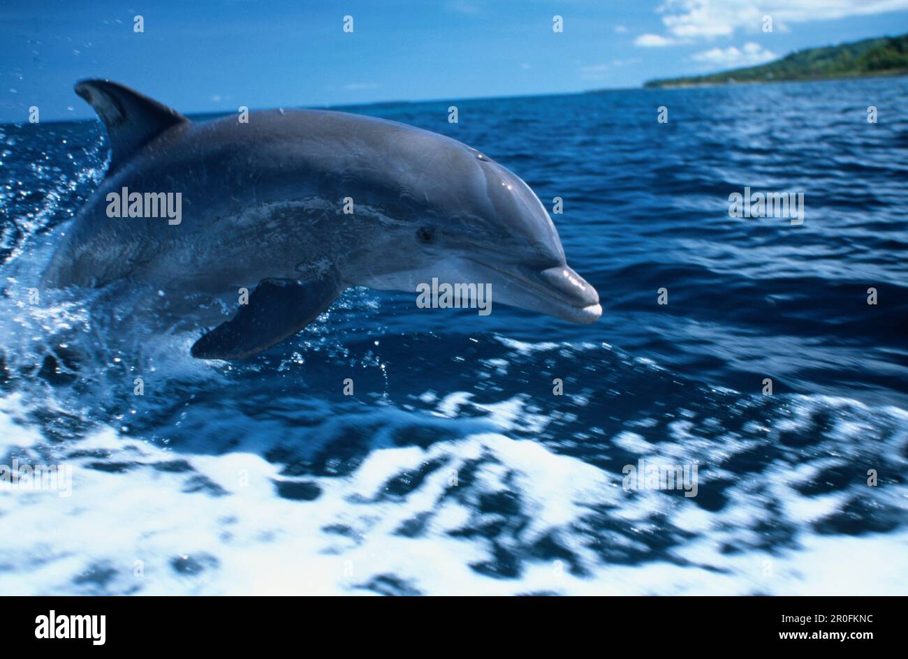 Bottlenosed dolphin porpoising, Tursiops Truncatus, Islas de la Bahia ...