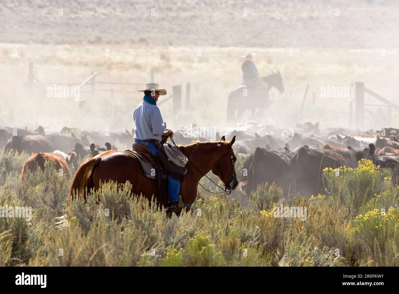 cowboys with cattle, Oregon, USA Stock Photo - Alamy