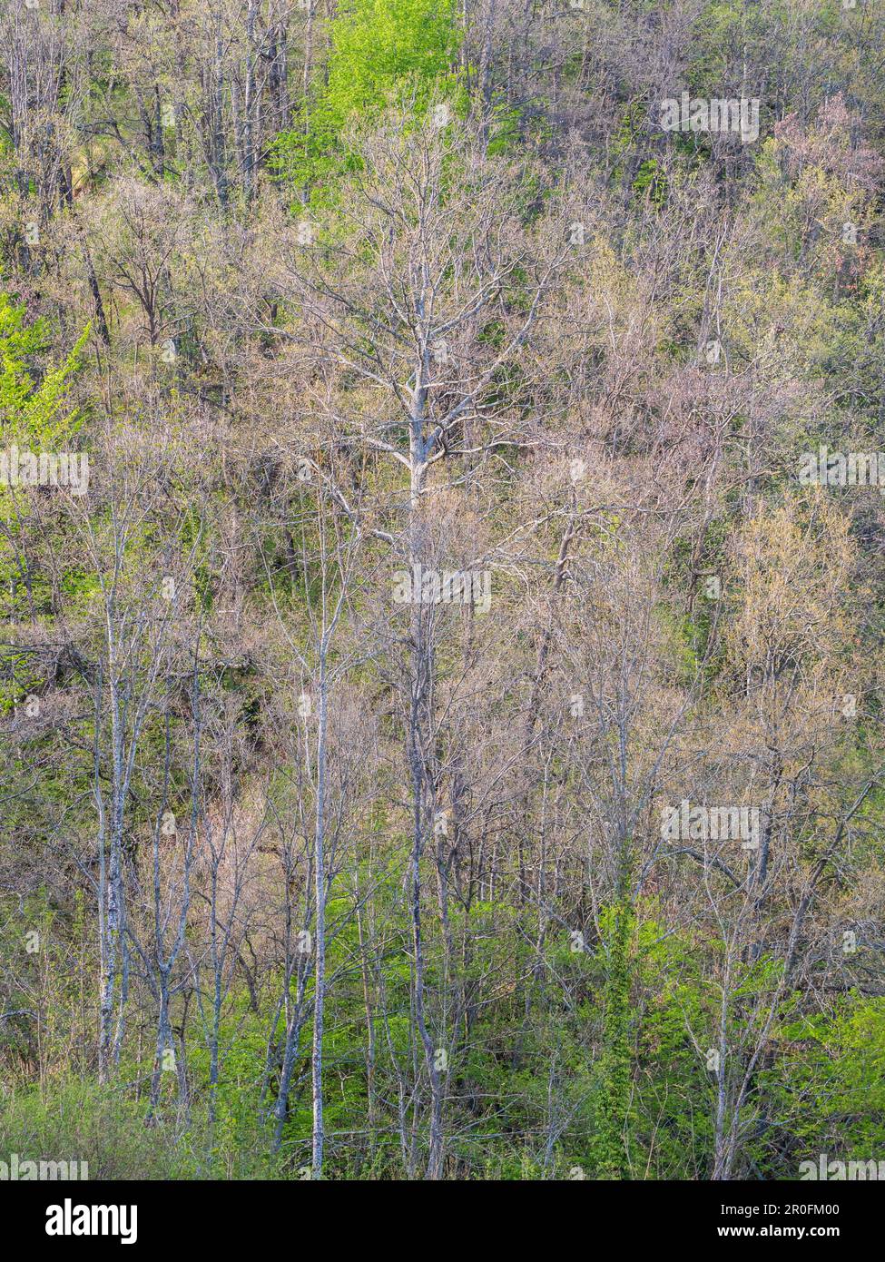 Various tree blossom hi-res stock photography and images - Alamy