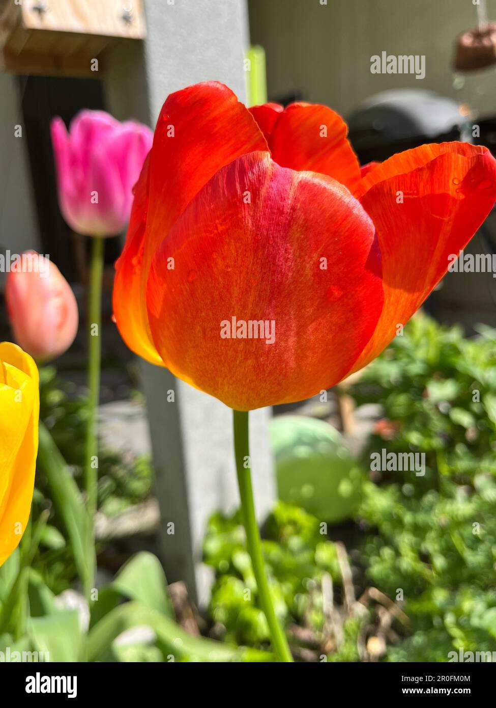 A vibrant display of tulips in assorted colors in a garden Stock Photo - Alamy
