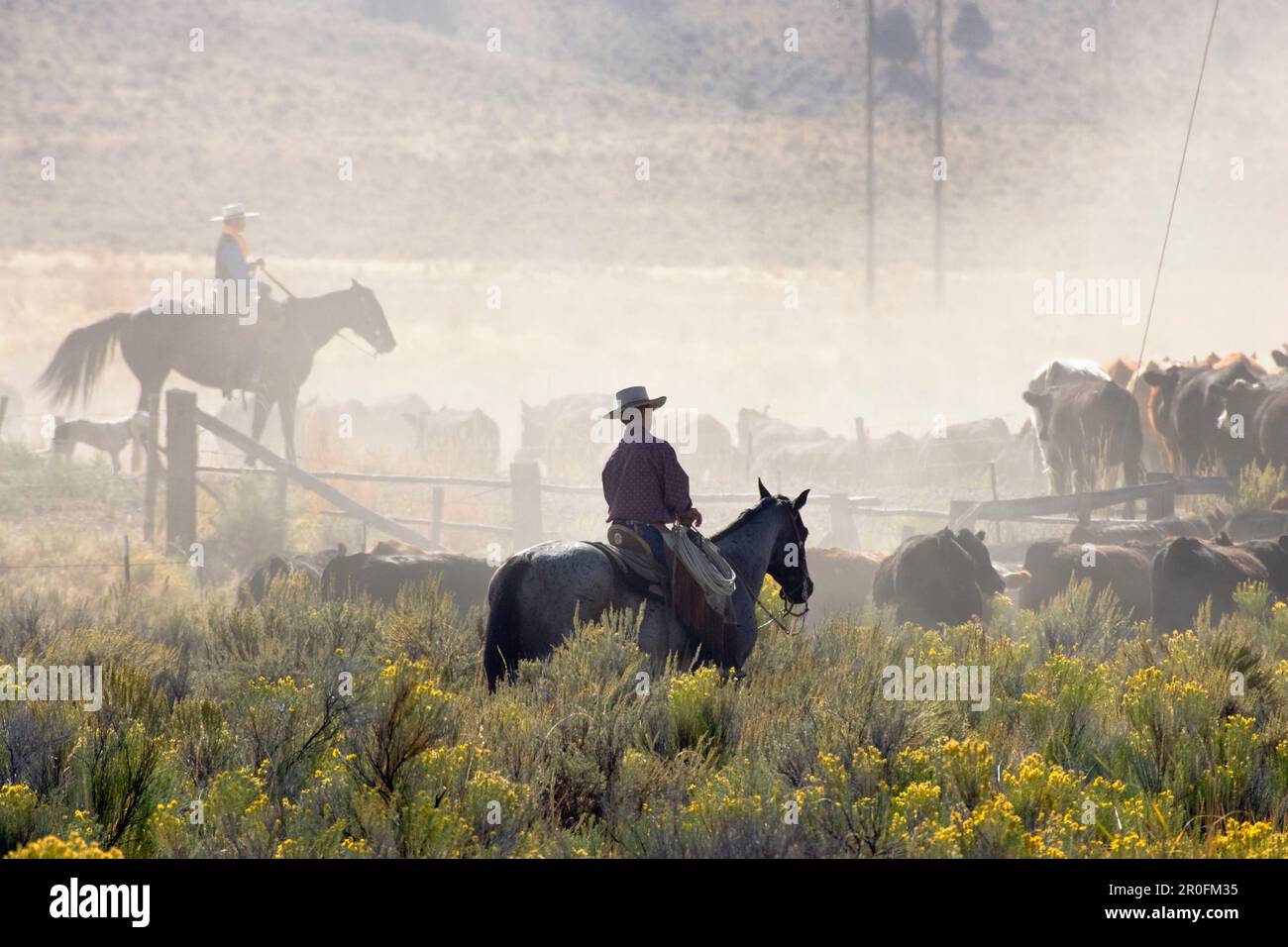 cowboys with cattle, Oregon, USA Stock Photo - Alamy