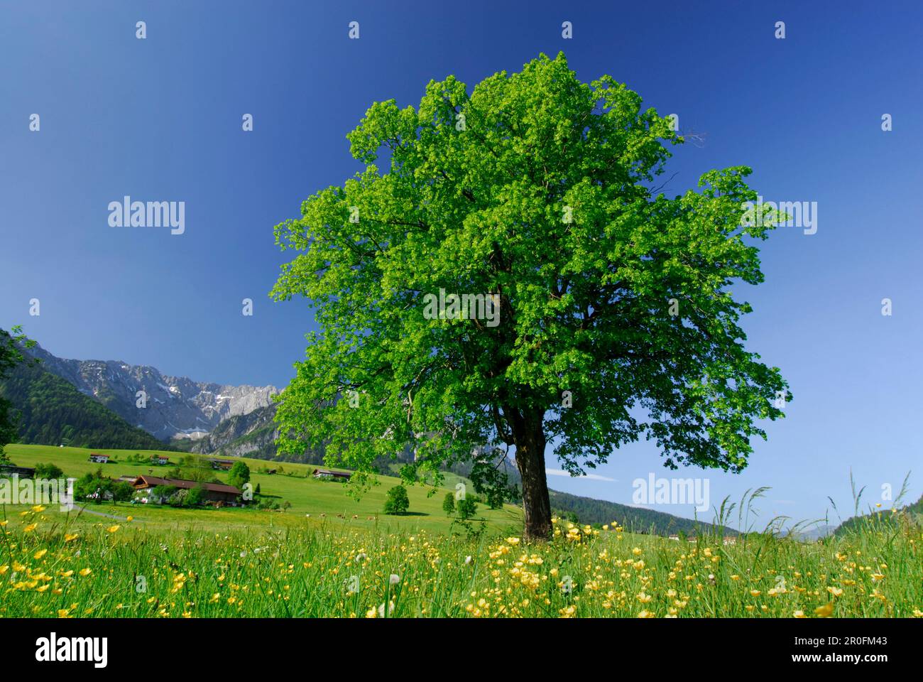 Meadow with deciduous tree, Zahmer Kaiser range in background, Kaiser ...