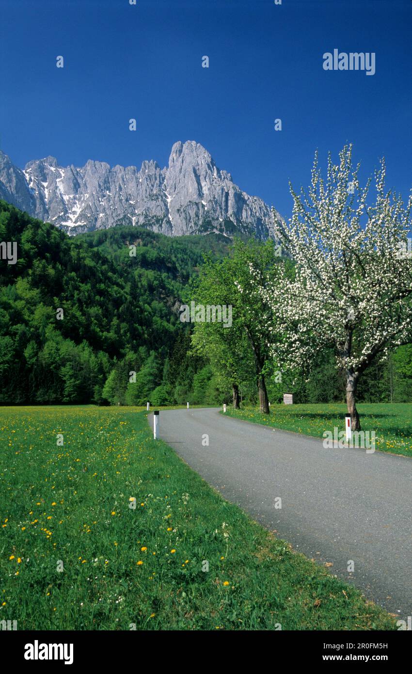 Blooming apple tree at roadside, mount Laercheck in background, Wilder ...