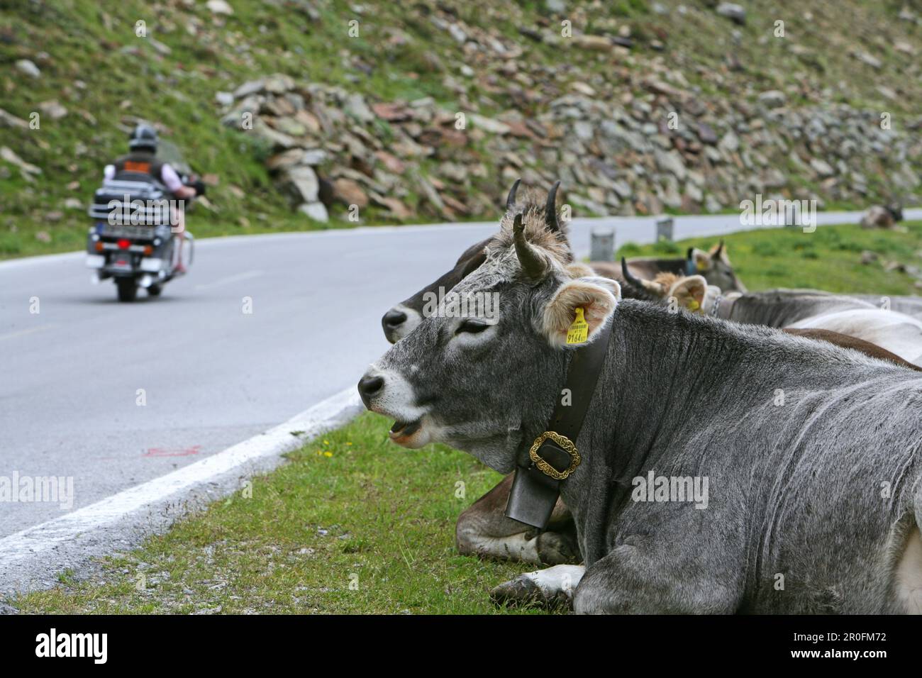 motorbike tour in June over alpine passes, alpine cows with cowbells ...