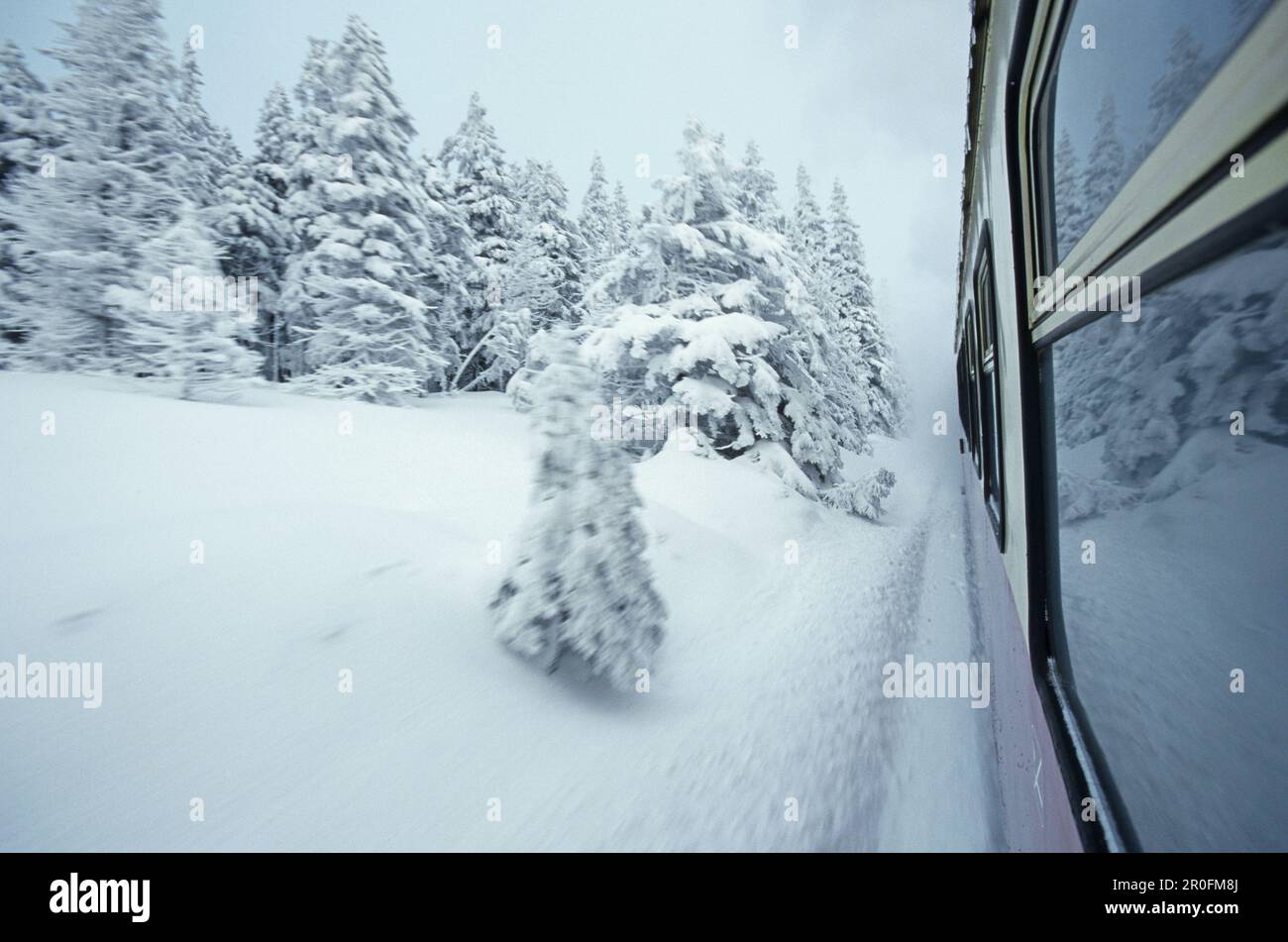Brockenbahn on the way, Schierke, Harz Mountains, Saxony-Anhalt ...