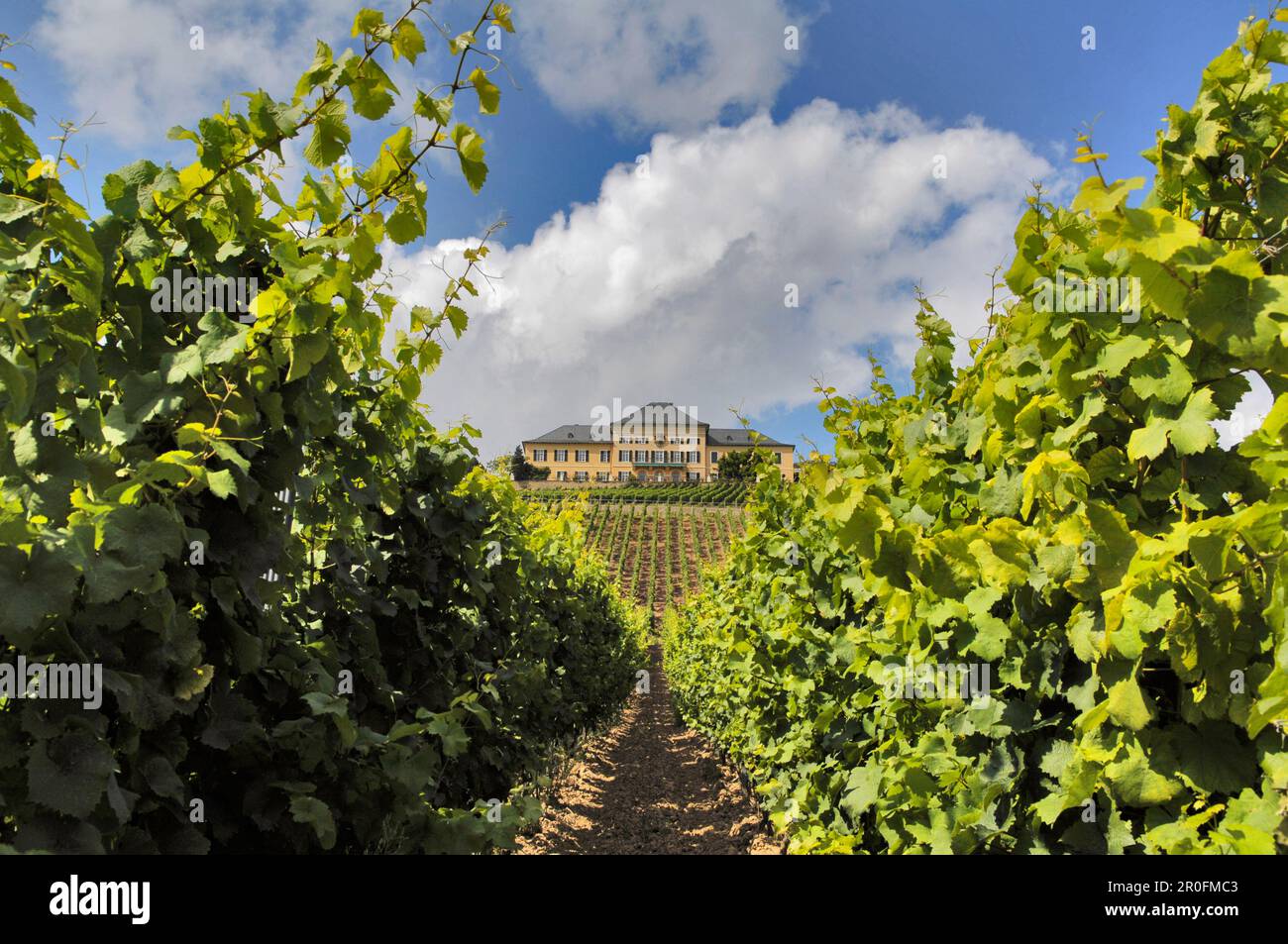 Schloss johannisberg castle vineyards hi-res stock photography and ...