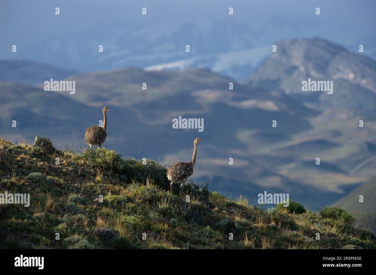 Lesser Rhea, Darwins Rhea, Pterocnemia pennata, Torres del Paine ...