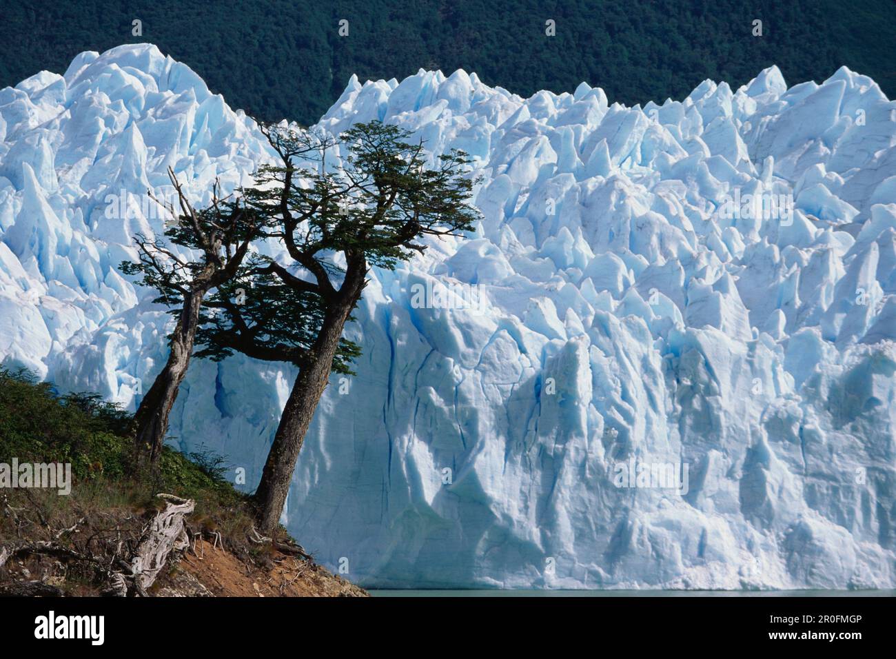 Southern Beeches at Perito Moreno Glacier, Lago Argentino, Patagonia ...
