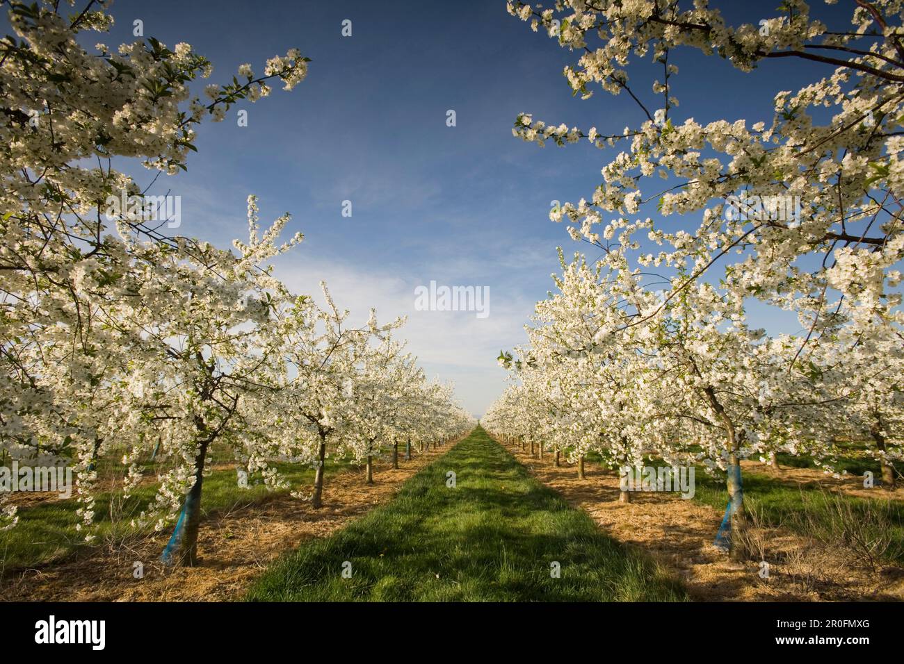 Olm symbol hi-res stock photography and images - Alamy