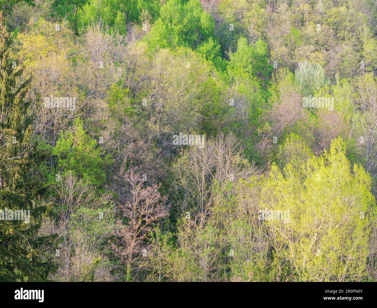 Close up of tree crowns with various colors Stock Photo - Alamy