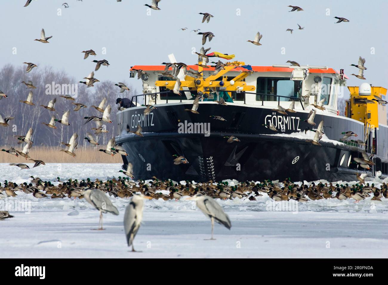 Flushing birds hi-res stock photography and images - Alamy
