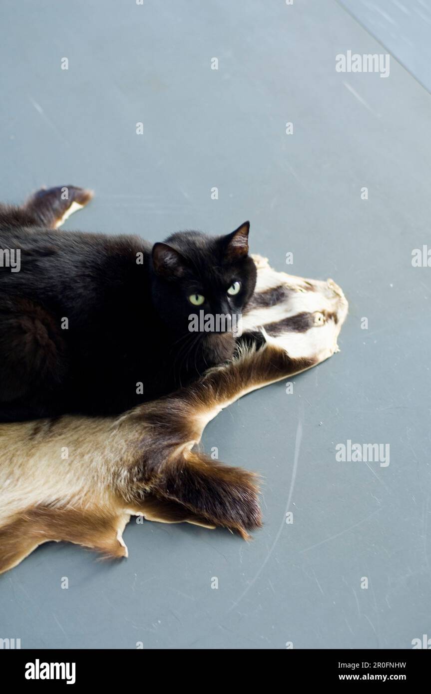 Skin colours range hi-res stock photography and images - Alamy