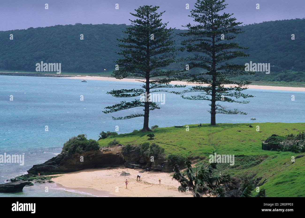 Lord howe island pine trees hi-res stock photography and images - Alamy