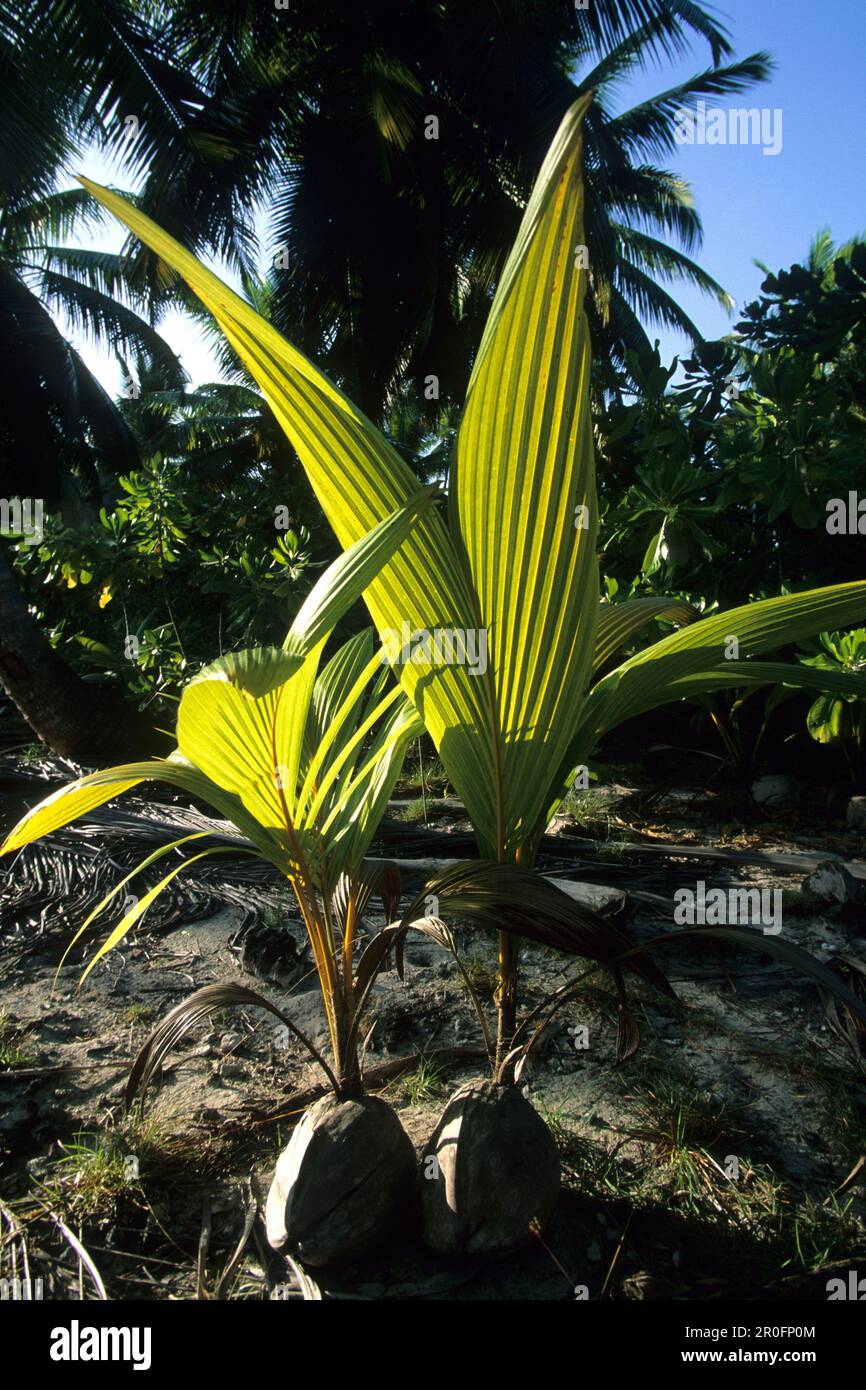 Coconut palm saplings on West Island, Australia Stock Photo - Alamy