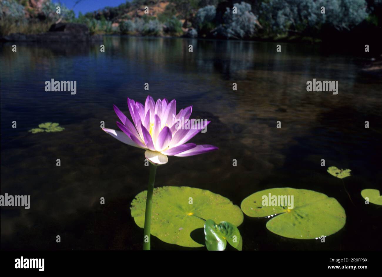 Water lilly on the Manning River, Gibb River Road, Western Australia ...